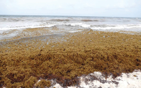 Seaweed problems in the Caribbean – JAX FAX Travel Marketing Magazine