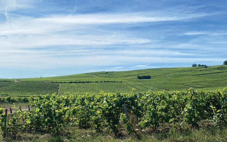 France’s Champagne Region and the Most Expensive Avenue in the World ...
